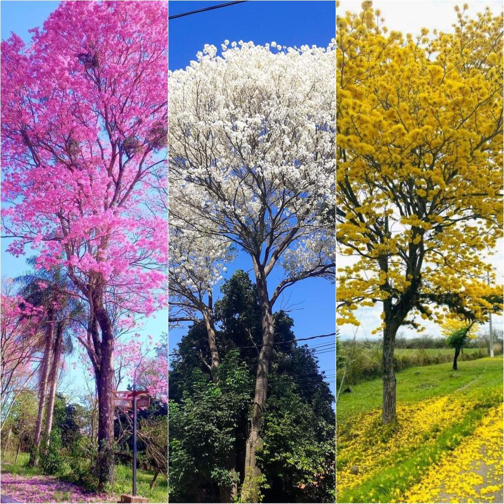 Lapacho Sagrado: El Árbol del Paraíso Guaraní que Marca Territorios y ...